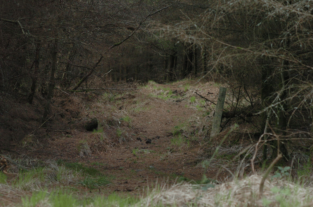 Illegal tree-felling at Kilrush Wood - The Clare Champion